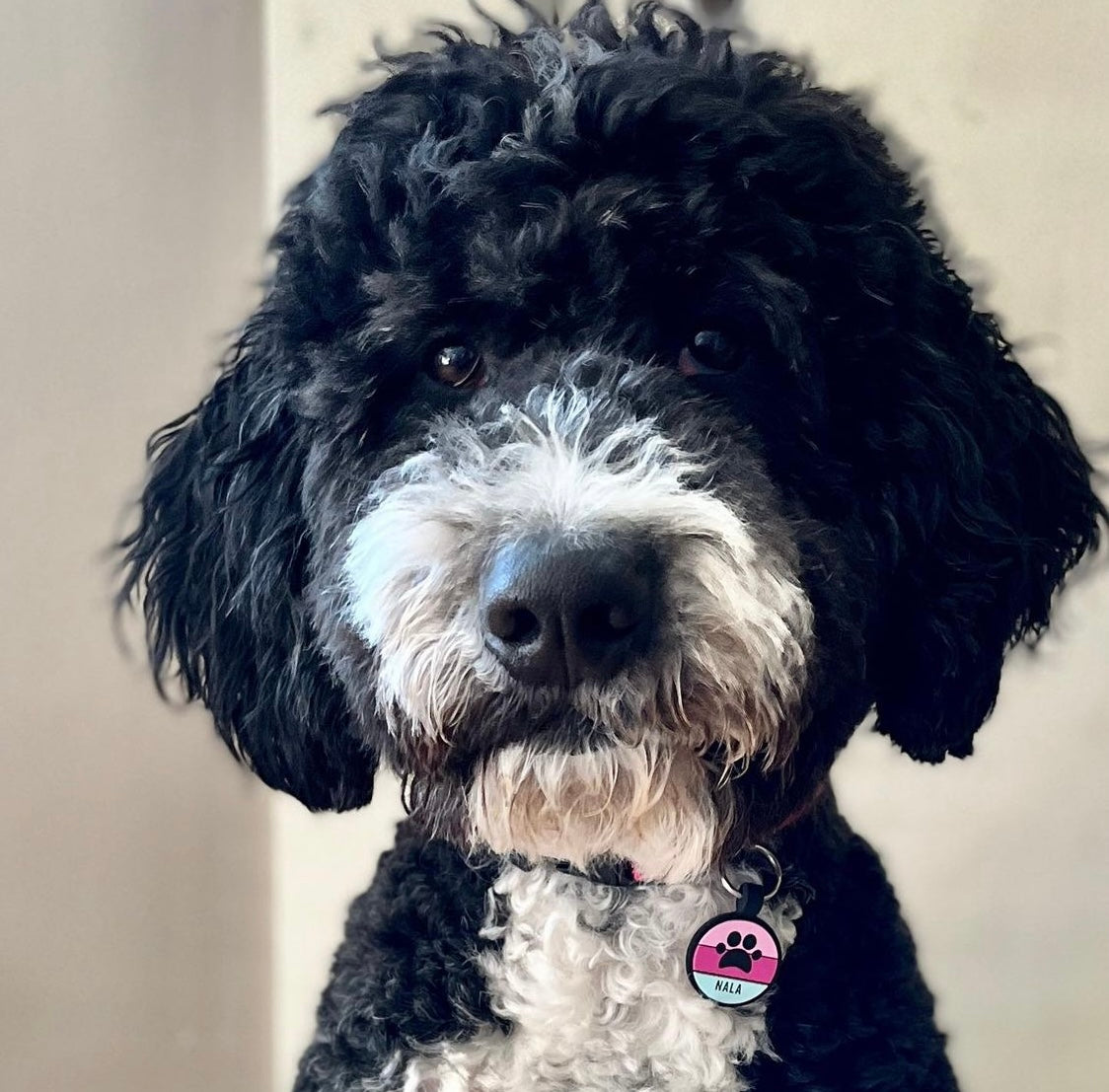 Soundless Heart Pet Tag - Silicone - Fast Shipping - Love Your Pets